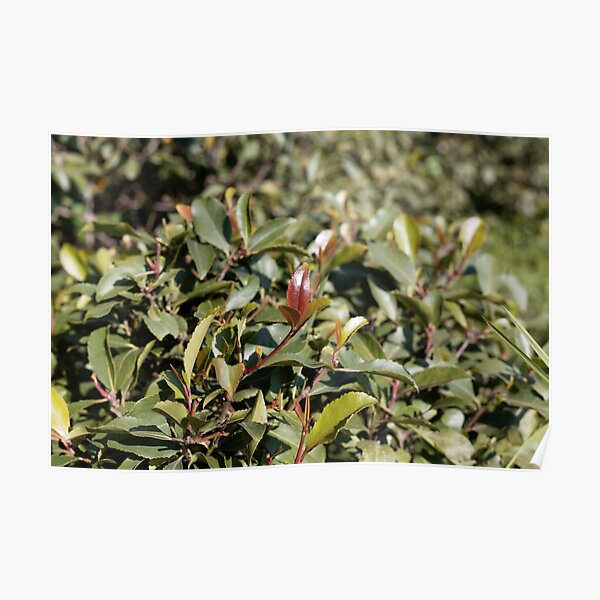 "Fresh leaves of a Khat or qat bush, Catha edulis, in a field." Poster ...