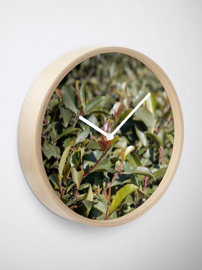 "Fresh leaves of a Khat or qat bush, Catha edulis, in a field." Clock ...