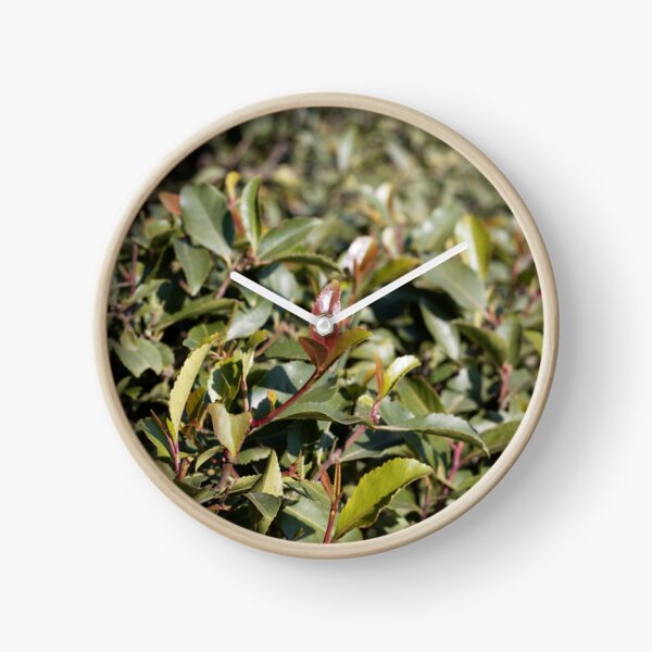 "Fresh leaves of a Khat or qat bush, Catha edulis, in a field." Clock ...