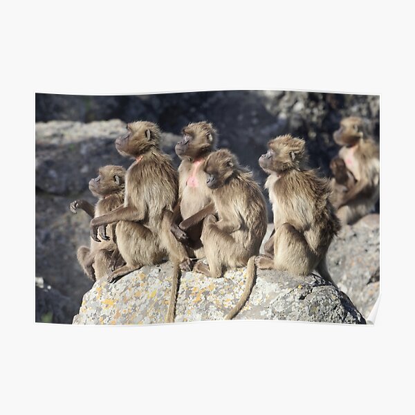 "Group of female gelada baboons, Theropithecus gelada, on a rock ...