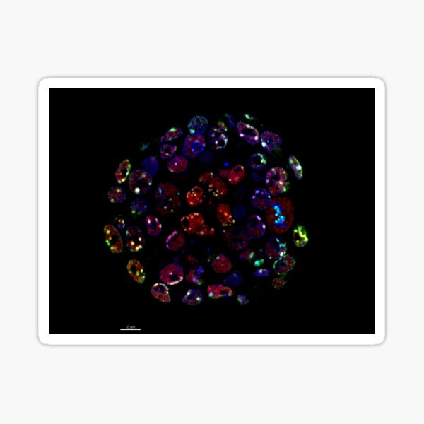 "Stem cells" Sticker by claralnovo | Redbubble