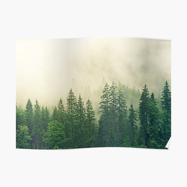 Poster « Scandi Misty Forest, mur de forêt, impression de grande forêt ...