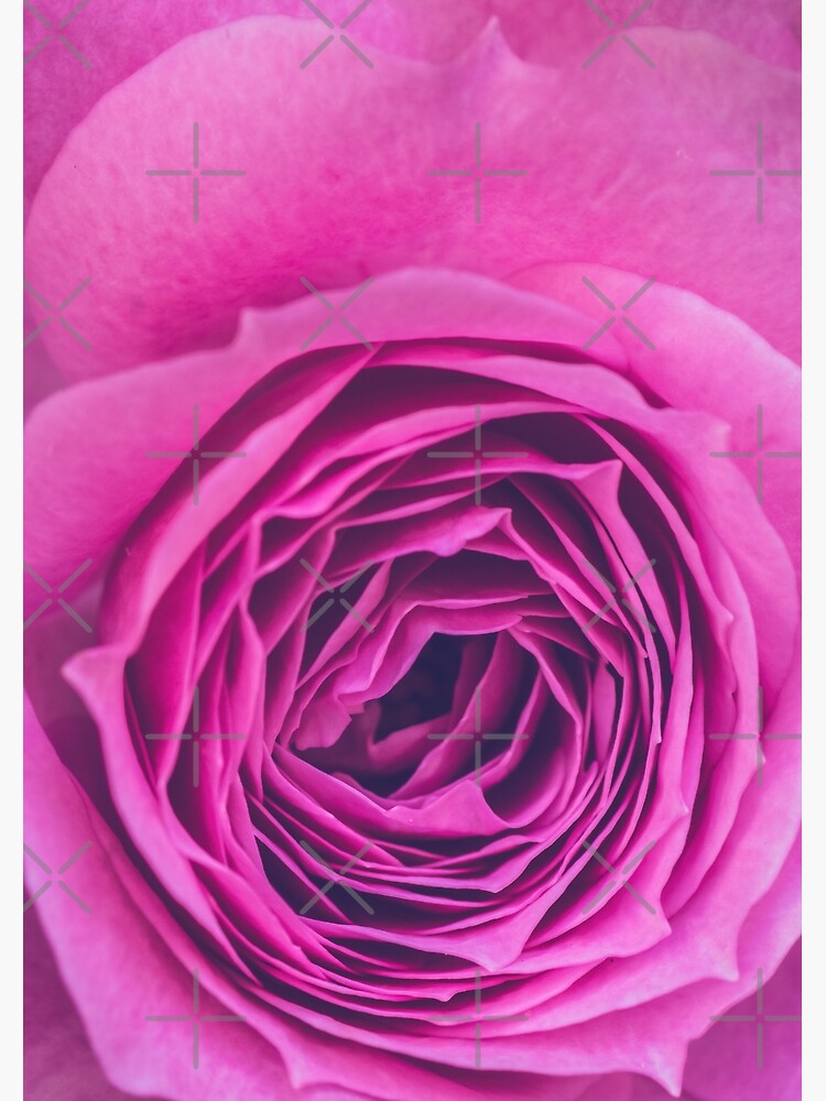 "Pink Rose Print, Rose Wall Art, Rose Printable, Floral Bedroom Decor ...
