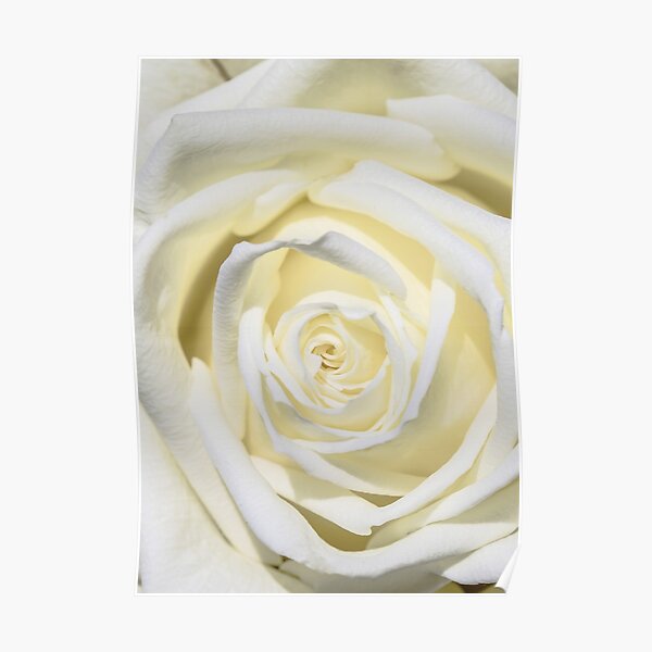 "White Rose Print, Rose Wall Art, Rose Printable, Floral Bedroom Decor ...