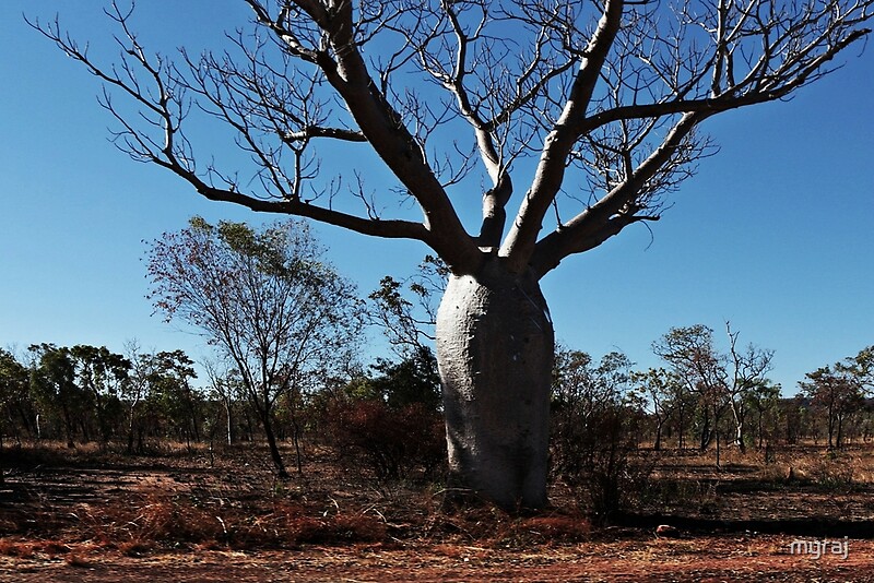 "The Boab Tree .... Between the Top End and the Red Centre" by myraj ...
