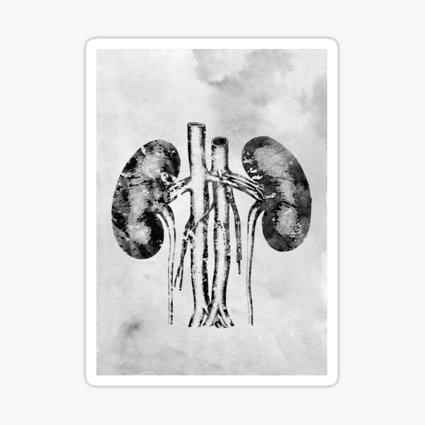 "Kidneys anatomy " Sticker for Sale by erzebetth | Redbubble