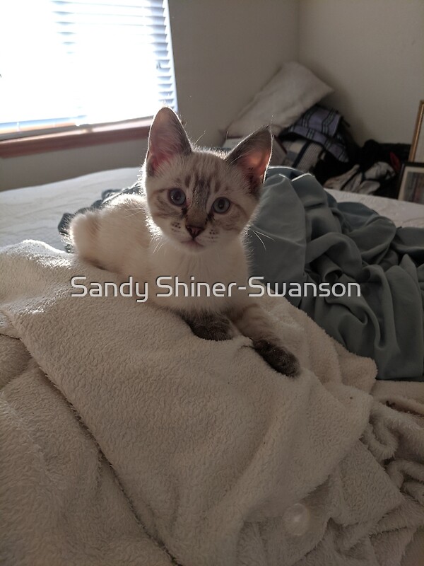 "Baby Snowball Takes over the Bed Chamber" by Sandy Shiner-Swanson ...