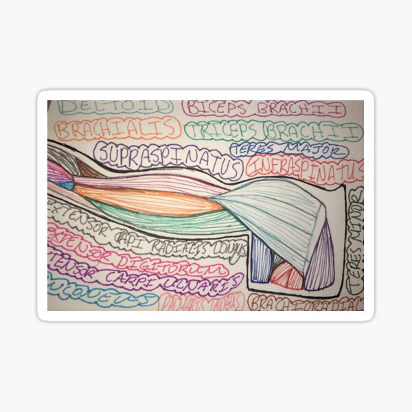 "Muscles of the arm" Sticker by bri-lynn819 | Redbubble