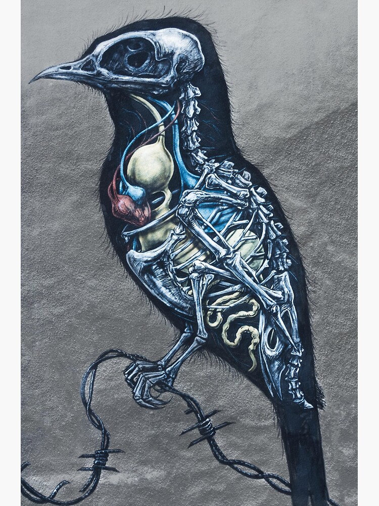 "Crow design with an internal view of its organs" Sticker by luisser ...