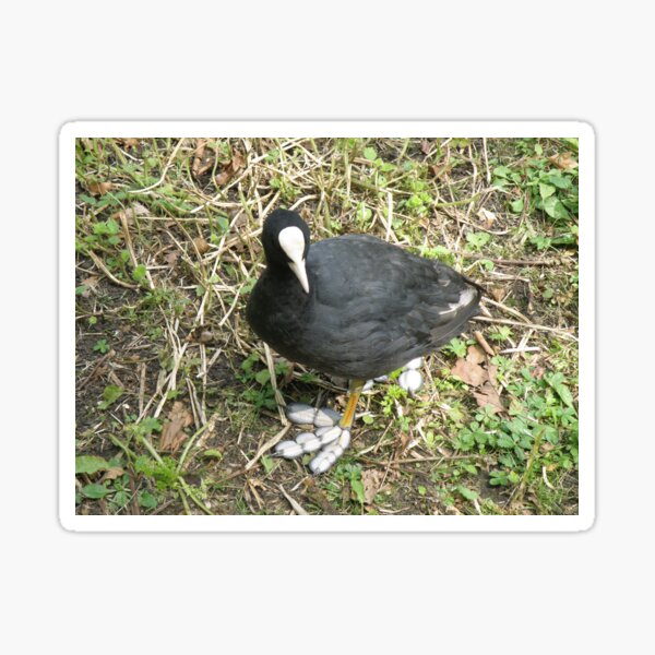 "Coot with Big Funny Feet Photograph" Sticker by naturegallery | Redbubble