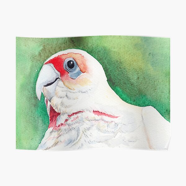 "Long Billed Corella (Cockatoo parrot) watercolour painting of ...