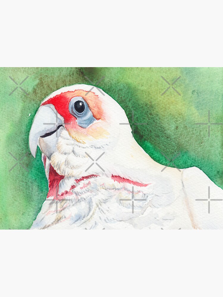 "Long Billed Corella (Cockatoo parrot) watercolour painting of ...