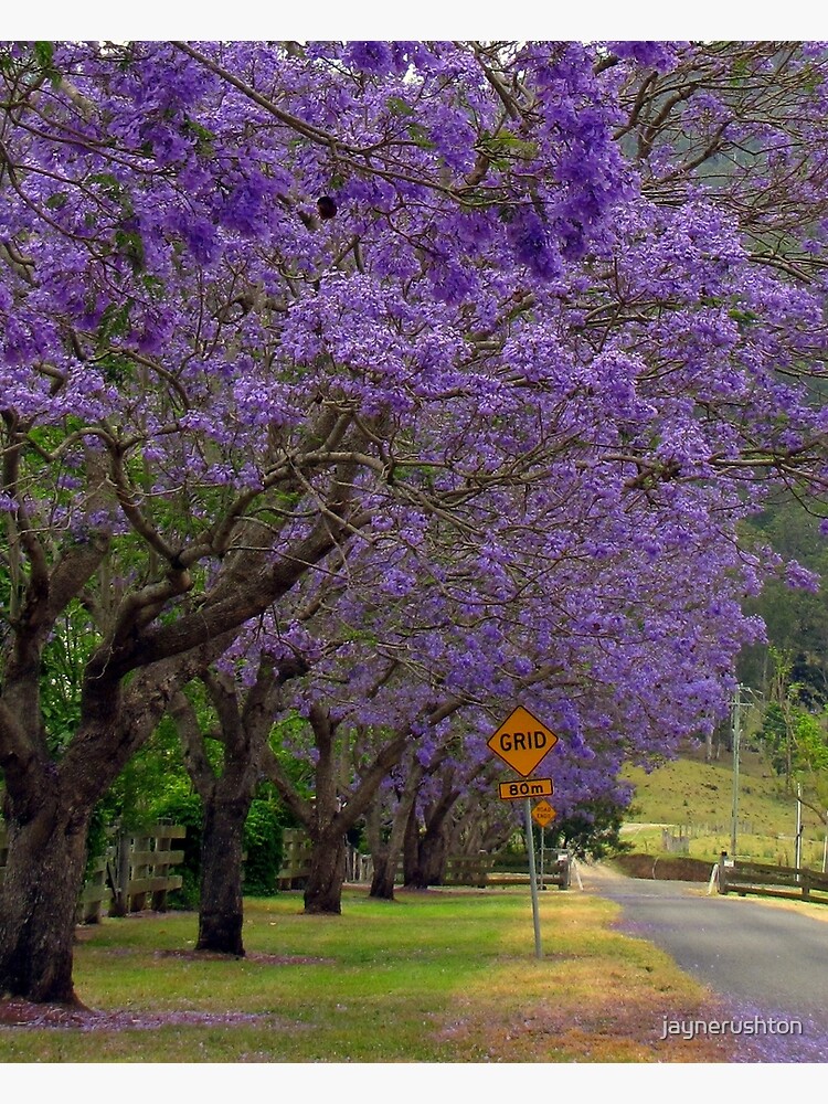 "Jacaranda Country" Poster for Sale by jaynerushton | Redbubble