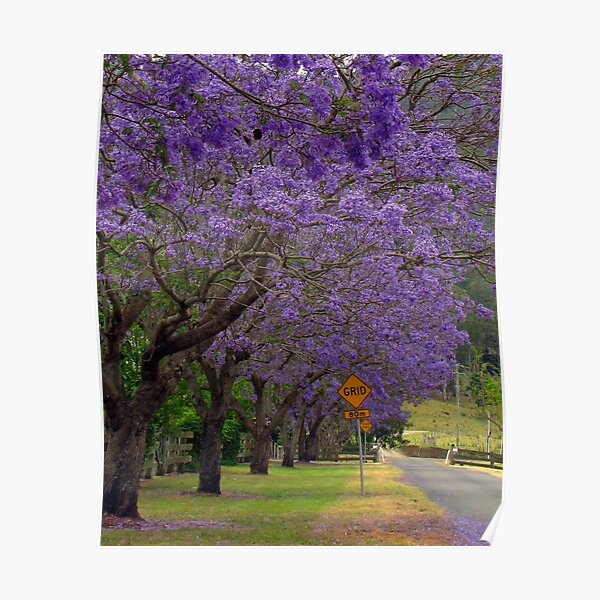 "Jacaranda Country" Poster for Sale by jaynerushton | Redbubble