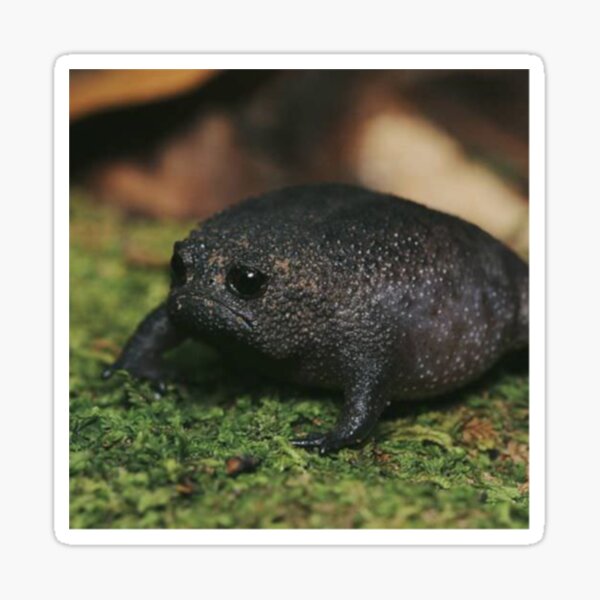 "please my avocado is so sad toad" Sticker for Sale by HangLooseDraft ...