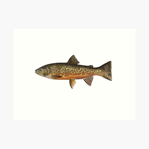 Trout Art Prints | Redbubble