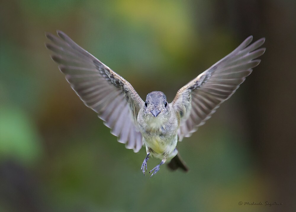 "Eastern Phoebe in flight" by PixlPixi | Redbubble
