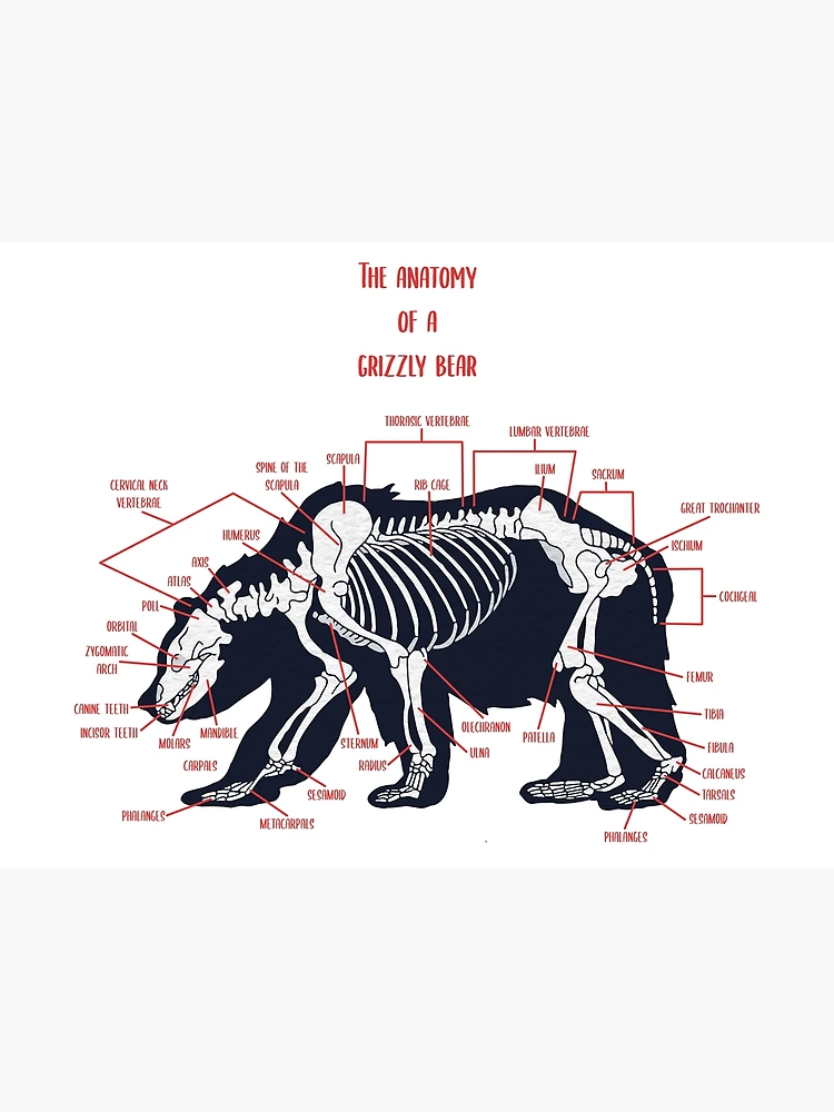 Grizzly Bear Skeleton Diagram Wraptious Anatomy Of A Grizzly Bear By