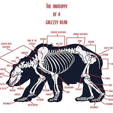 Grizzly Bear Skeleton Diagram Wraptious Anatomy Of A Grizzly Bear By