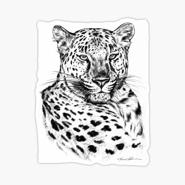 "Amur Leopard Portrait Black and White" Sticker by rebeccalatham ...