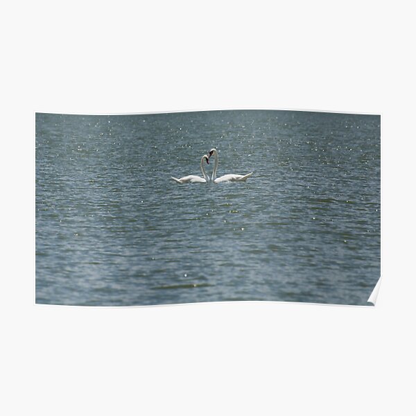 "Two swans on the lake" Poster for Sale by ZinaStromberg | Redbubble
