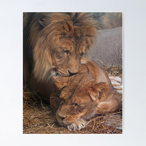 "intimate" Poster for Sale by KathleenRinker | Redbubble