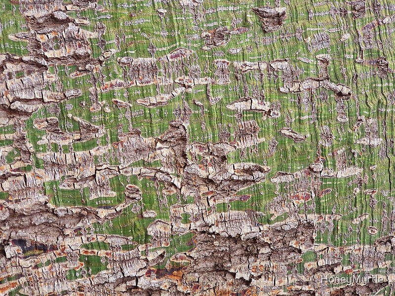 "Green Tree Texture" by HoneyMyrtle | Redbubble