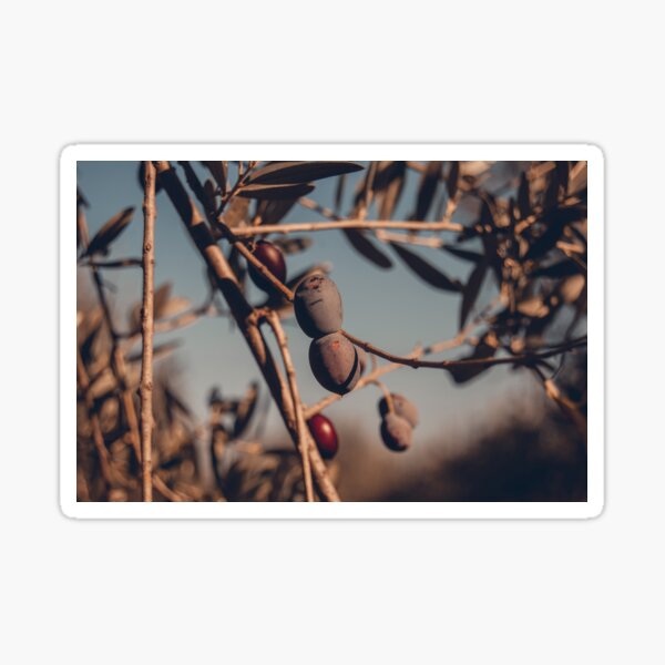 "Olives" Sticker for Sale by Luigi-Veggetti | Redbubble