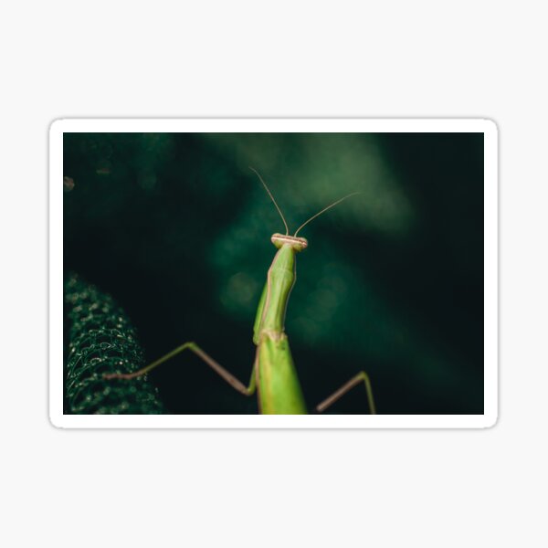 "Mantis" Sticker for Sale by Luigi-Veggetti | Redbubble