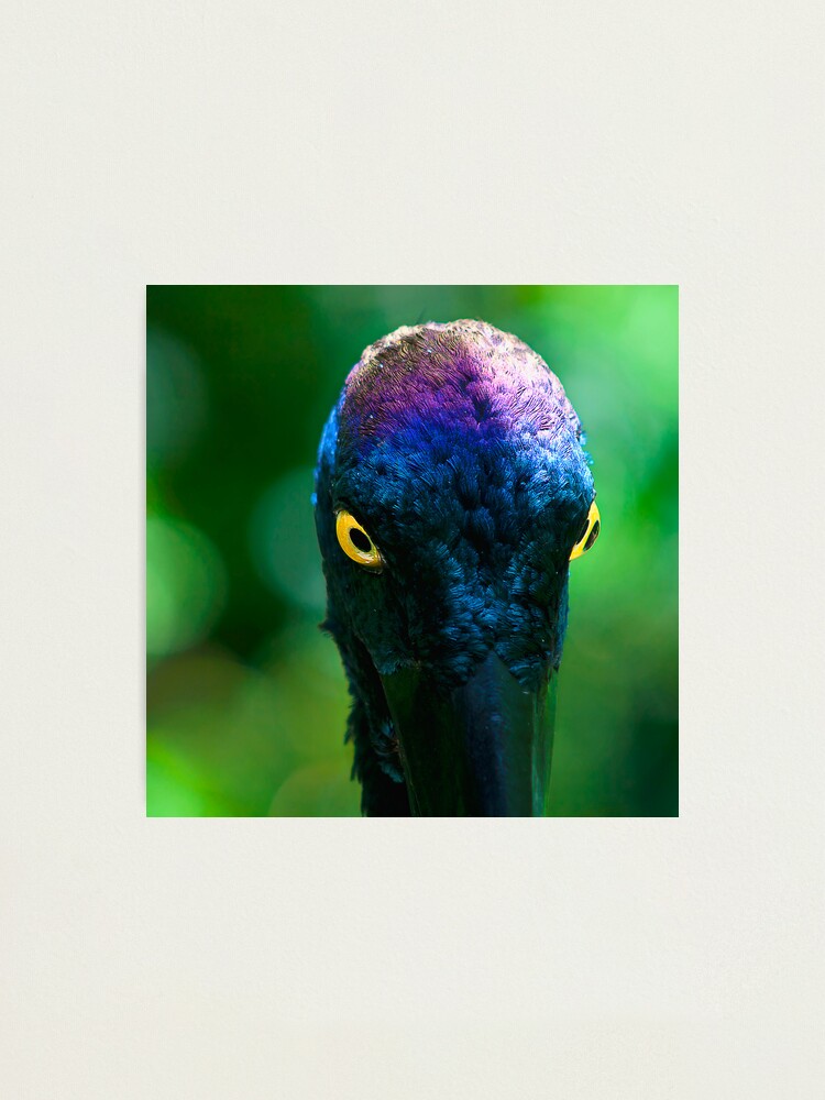 "Jabiru" Photographic Print by GreenEyedHarpy | Redbubble