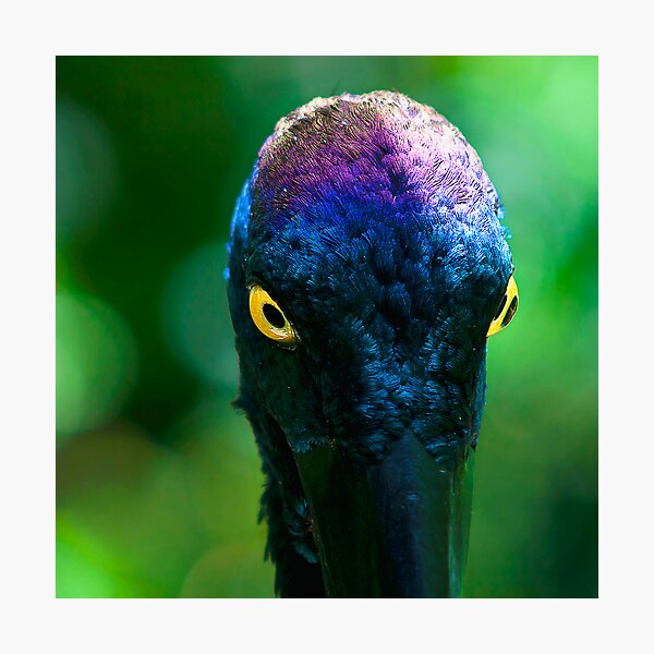 "Jabiru" Photographic Print by GreenEyedHarpy | Redbubble
