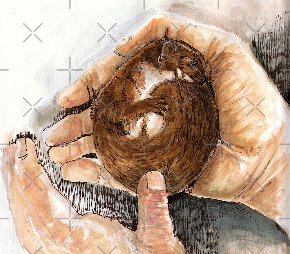 "A little weasel in his hands" by belettelepink | Redbubble