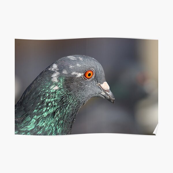 "Pigeon portrait" Poster for Sale by GreyFeatherPhot | Redbubble