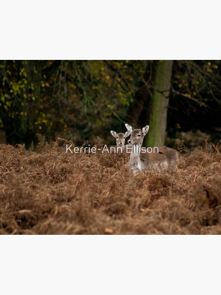 "Fallow deer " Sticker for Sale by Kerrie-Ann Ellison | Redbubble
