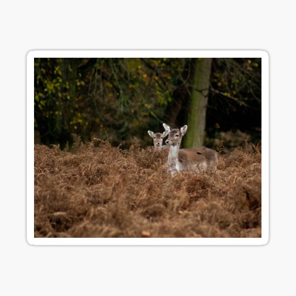"Fallow deer " Sticker for Sale by Kerrie-Ann Ellison | Redbubble