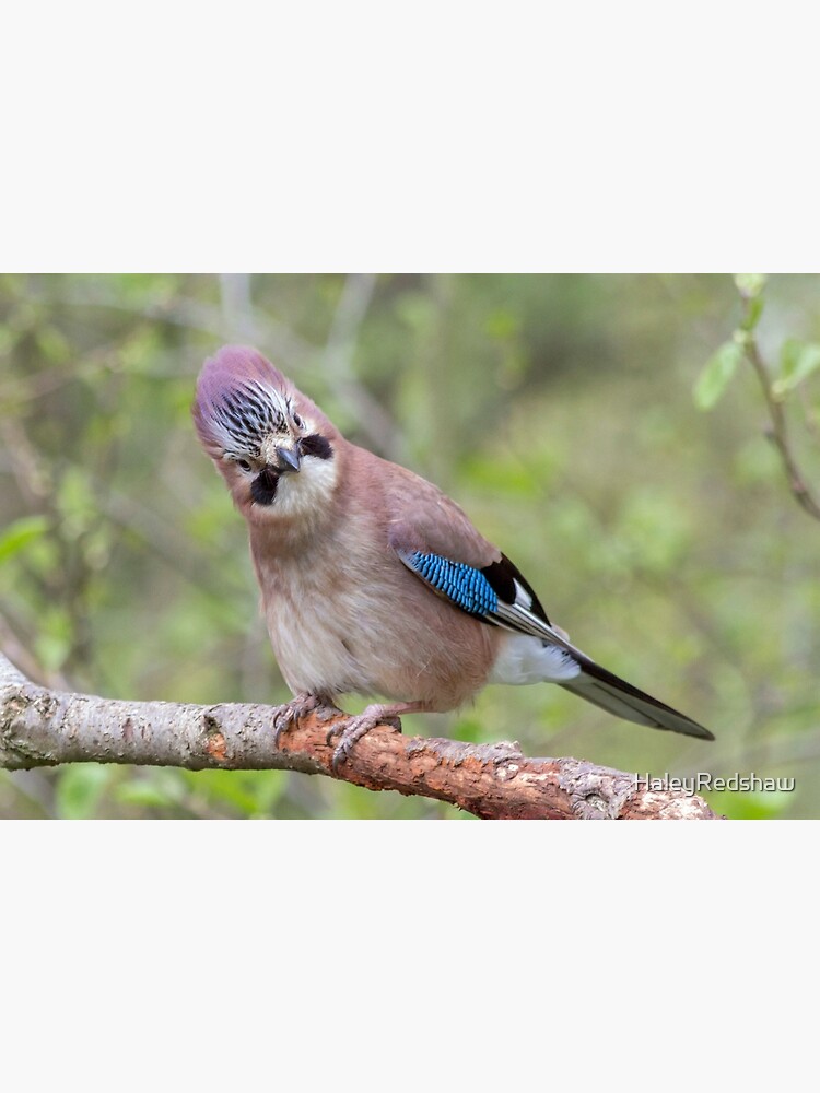 Lámina fotográfica «Tímido pájaro Jay colorido» de HaleyRedshaw | Redbubble