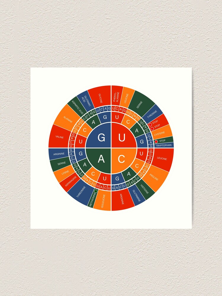 "mRNA to AMINO ACID CODON WHEEL" Art Print for Sale by OBJETDART ...