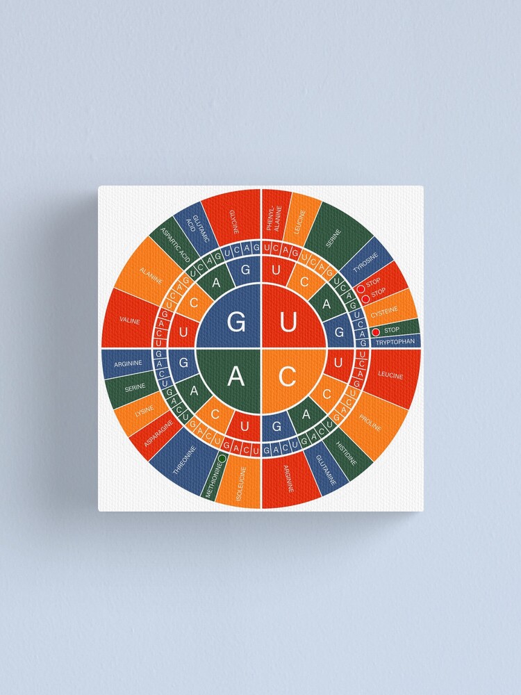 "mRNA to AMINO ACID CODON WHEEL" Canvas Print by OBJETDART | Redbubble