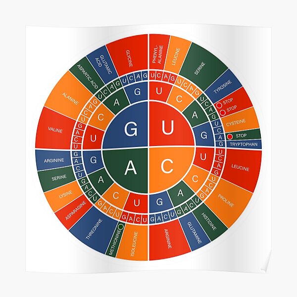 "mRNA to AMINO ACID CODON WHEEL" Poster for Sale by OBJETDART | Redbubble