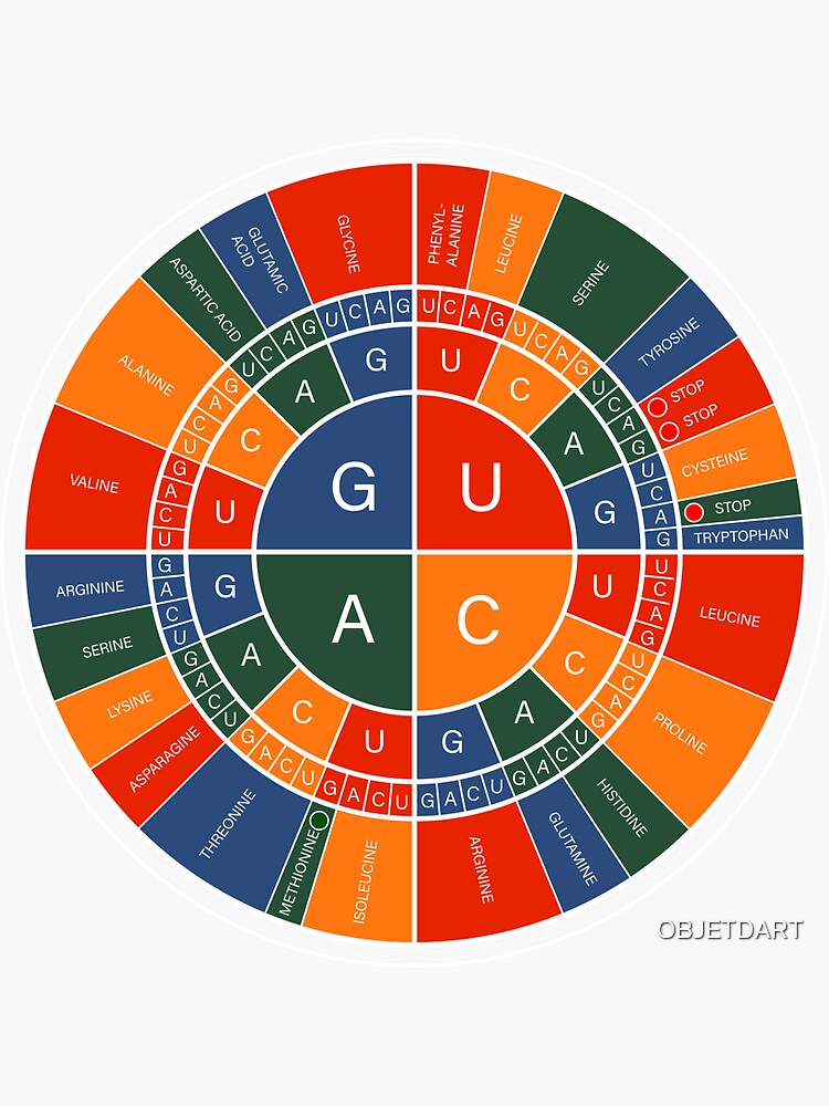 "mRNA to AMINO ACID CODON WHEEL" Sticker for Sale by OBJETDART | Redbubble