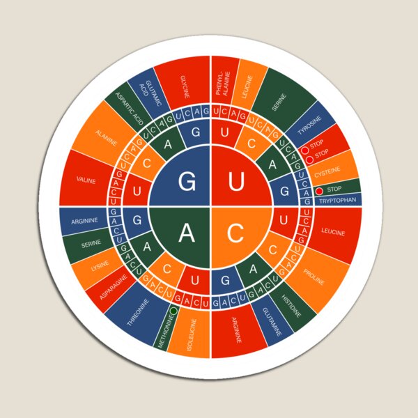 "mRNA to AMINO ACID CODON WHEEL" Magnet for Sale by OBJETDART | Redbubble