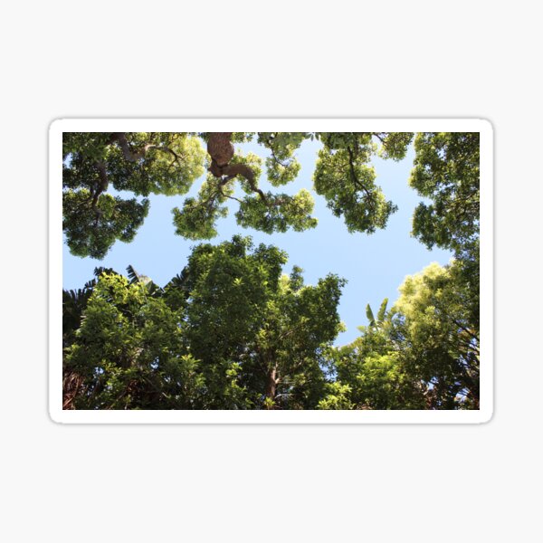 "Tree canopy" Sticker for Sale by mabdelkhalek | Redbubble