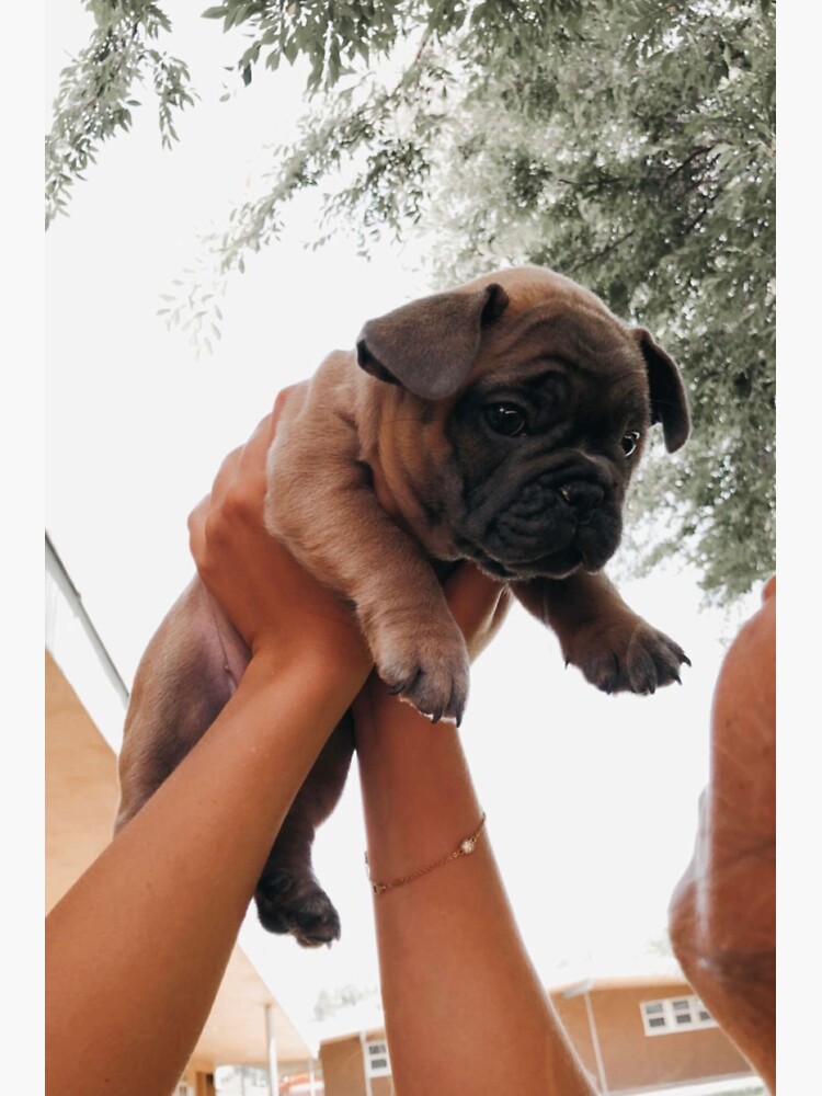 "cute & cubby puppy/ baby: cassidy" Sticker for Sale by cassidyjane123 ...