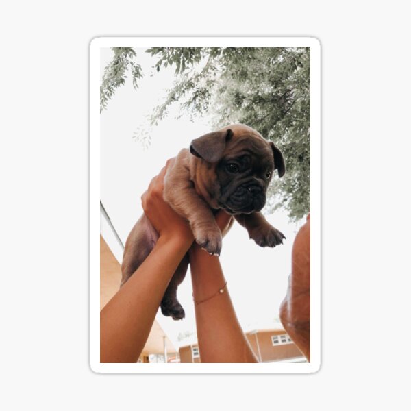 "cute & cubby puppy/ baby: cassidy" Sticker for Sale by cassidyjane123 ...