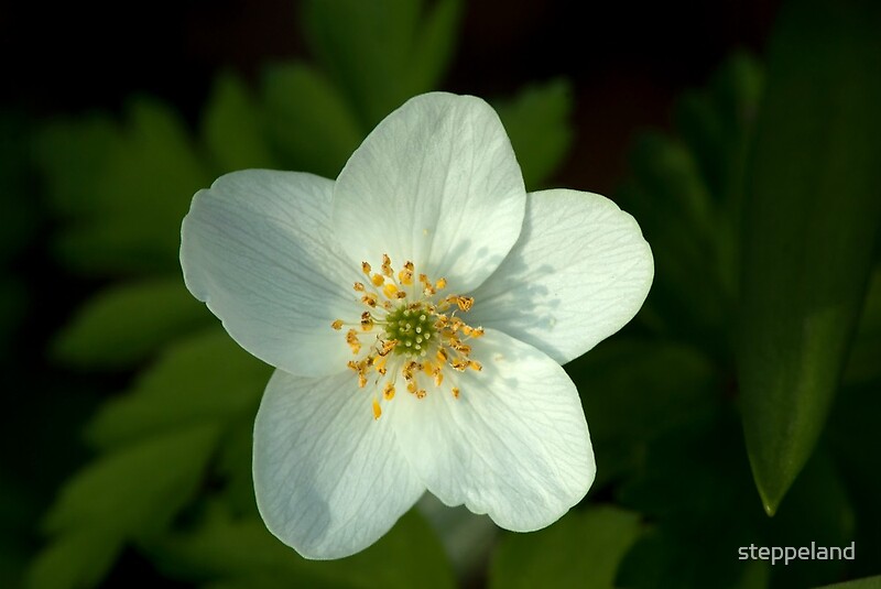 "Simple beauty of one little flower" by steppeland | Redbubble