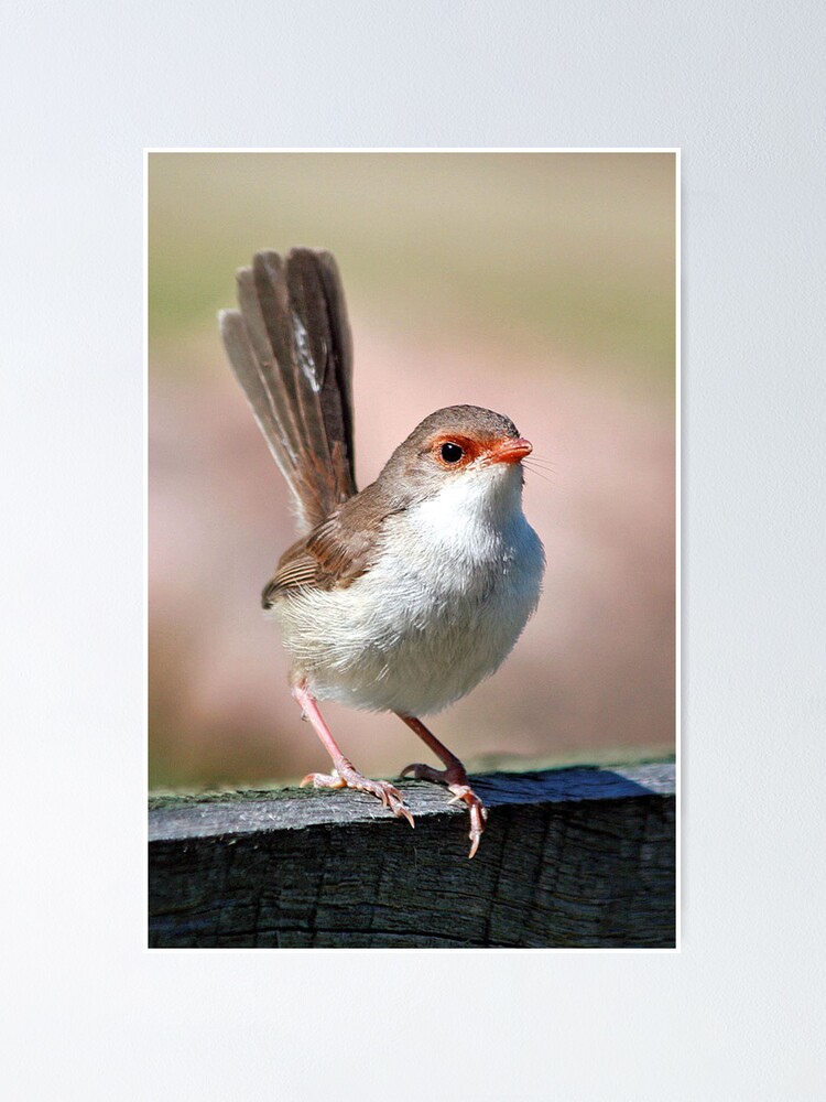 "Wren " Poster for Sale by Kym Howard | Redbubble
