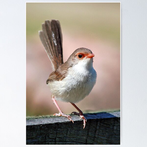 "Wren " Poster for Sale by Kym Howard | Redbubble