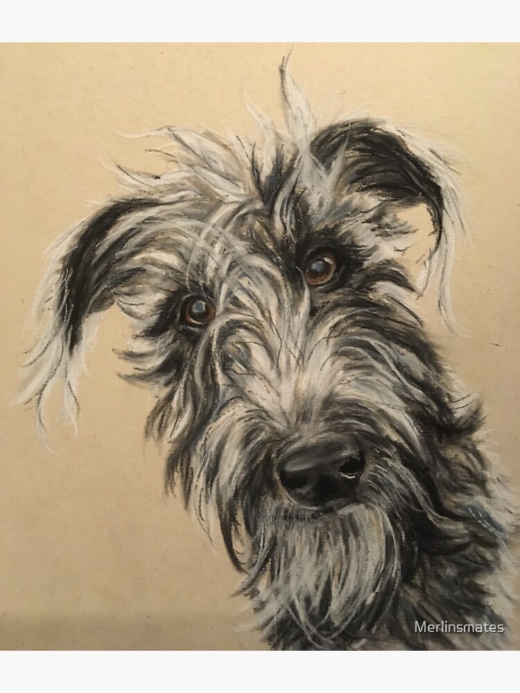 "Scruffy Beddy/whippet Lurcher " Sticker for Sale by Merlinsmates ...