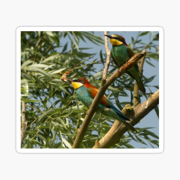 "Bee eaters" Sticker for Sale by Guardi71 | Redbubble