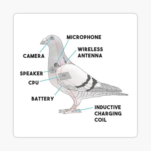 "Bird Anatomy - Funny Bird Spy Meme" Sticker by D19Sapphire15 | Redbubble